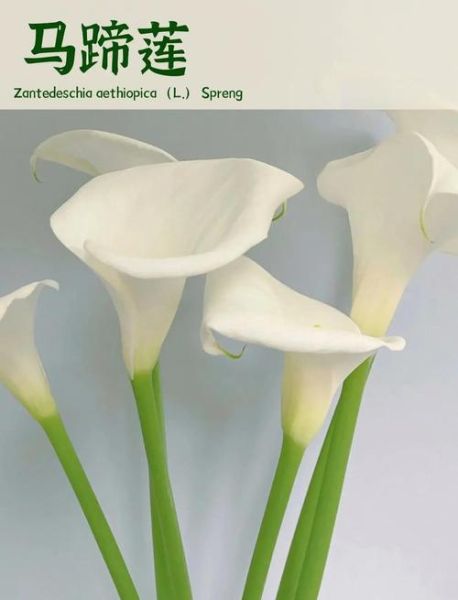 马蹄莲的功效与作用_马蹄莲能净化空气吗-第1张图片-山城妙识