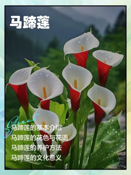 马蹄莲的功效与作用_马蹄莲能净化空气吗-第2张图片-山城妙识