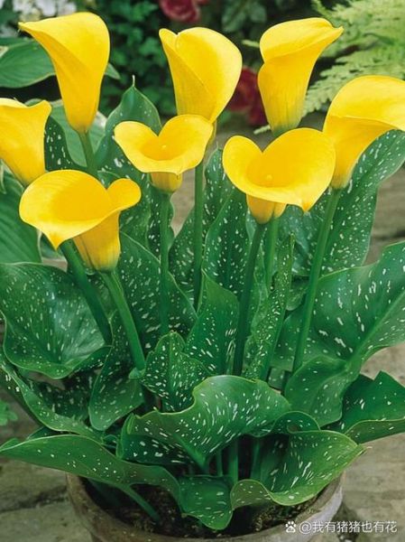 马蹄莲的功效与作用_马蹄莲能净化空气吗-第3张图片-山城妙识