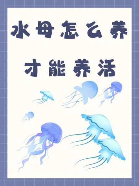 淡水水母怎么养_淡水水母有毒吗-第1张图片-山城妙识 淡水水母怎么养_淡水水母有毒吗-第1张图片-山城妙识