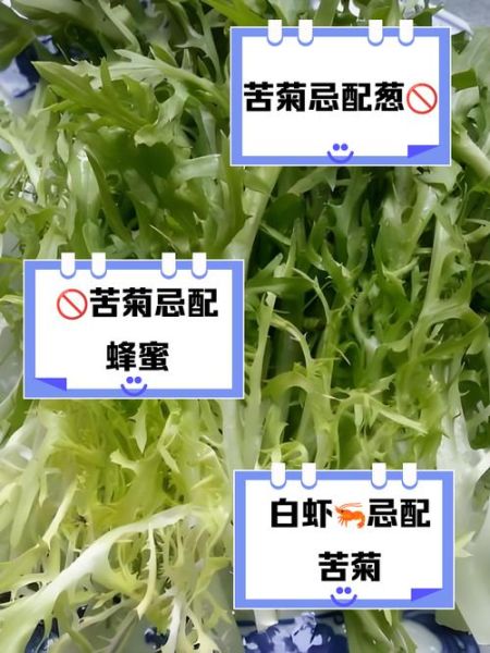 苦菊吃多了的危害_苦菊吃多了会拉肚子吗-第3张图片-山城妙识