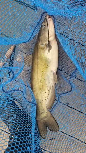 鮰鱼有刺吗_鮰鱼刺多不多-第1张图片-山城妙识