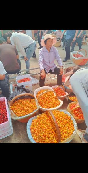 黄蜜大樱桃多少钱一斤_黄蜜大樱桃怎么挑-第2张图片-山城妙识