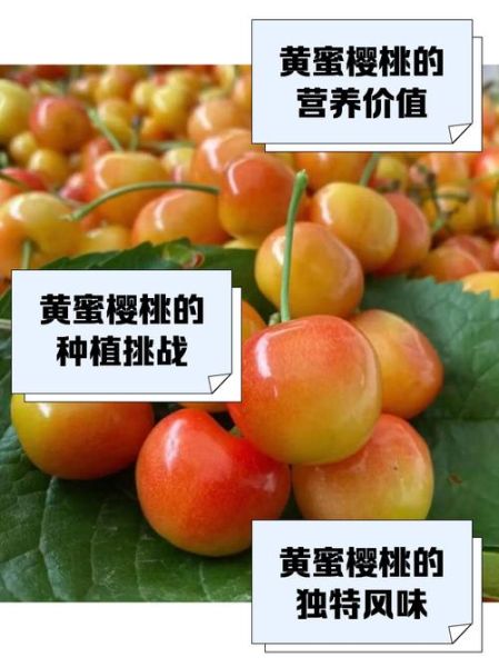 黄蜜大樱桃多少钱一斤_黄蜜大樱桃怎么挑-第3张图片-山城妙识