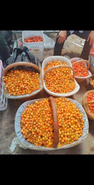 黄蜜大樱桃多少钱一斤_黄蜜大樱桃怎么挑-第1张图片-山城妙识