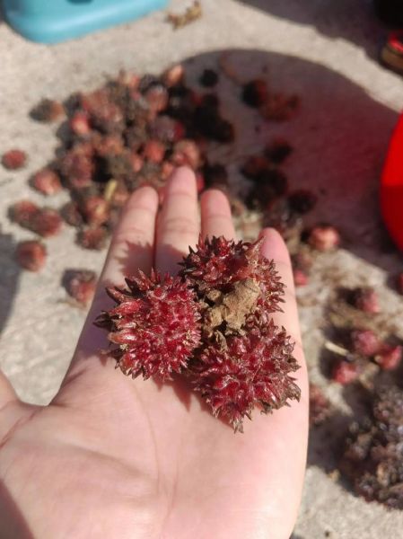 砂仁长什么样_砂仁图片怎么分辨真假-第3张图片-山城妙识