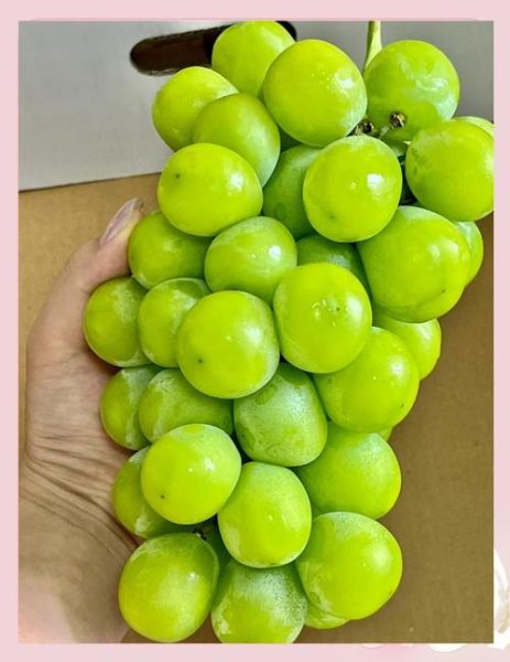 阳光玫瑰葡萄价格_阳光玫瑰葡萄怎么挑-第1张图片-山城妙识