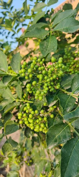 花椒树风水禁忌_家里种花椒树好吗-第2张图片-山城妙识