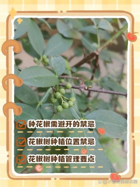 花椒树风水禁忌_家里种花椒树好吗-第1张图片-山城妙识