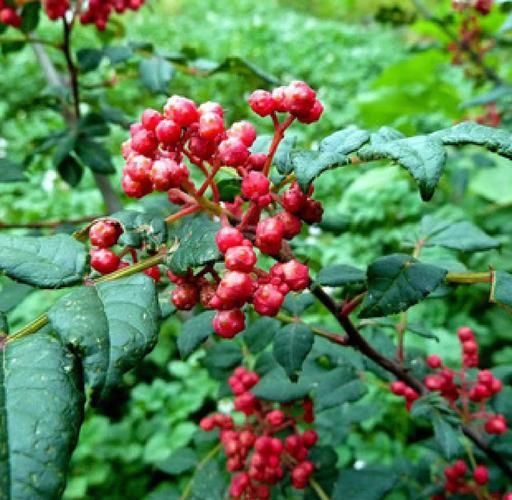 花椒树风水禁忌_家里种花椒树好吗-第3张图片-山城妙识