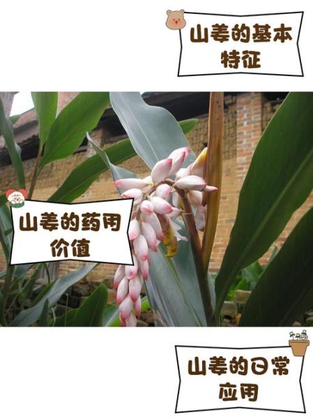 山姜图片长什么样_山姜与生姜区别-第2张图片-山城妙识 山姜图片长什么样_山姜与生姜区别-第2张图片-山城妙识