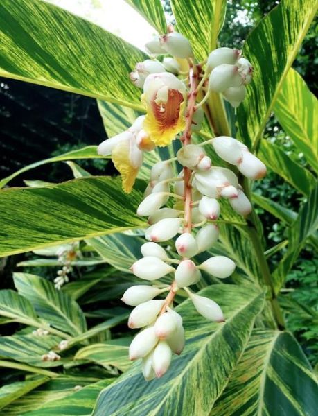 山姜图片长什么样_山姜与生姜区别-第1张图片-山城妙识 山姜图片长什么样_山姜与生姜区别-第1张图片-山城妙识