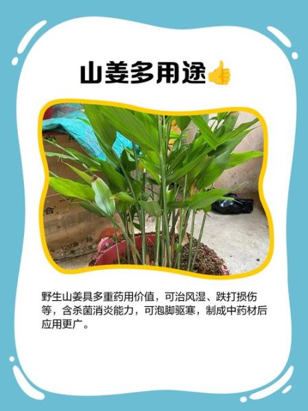 山姜图片长什么样_山姜与生姜区别-第3张图片-山城妙识 山姜图片长什么样_山姜与生姜区别-第3张图片-山城妙识