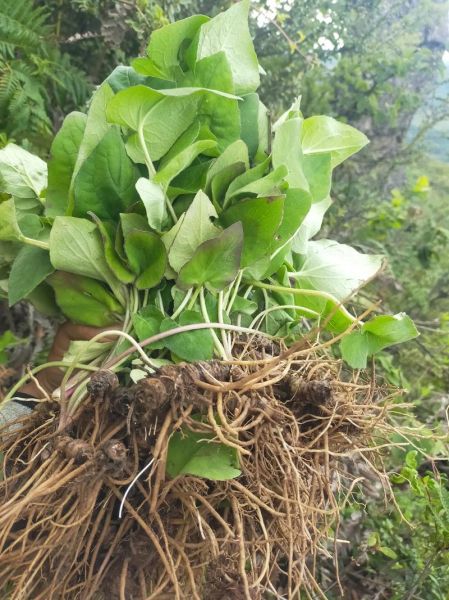 马蹄香的功效与作用_马蹄香能治什么病-第2张图片-山城妙识