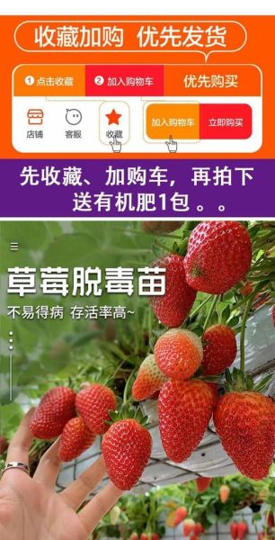 红颜草莓苗怎么种_红颜草莓苗价格多少钱一棵-第3张图片-山城妙识