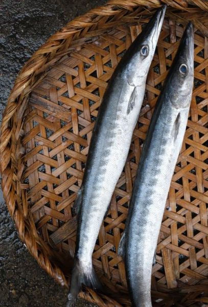 狼鱼条多少钱一斤_狼鱼条价格行情-第1张图片-山城妙识