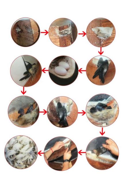 什么是燕窝_燕窝是什么做成的-第2张图片-山城妙识