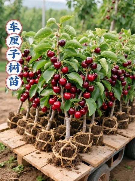 樱桃树苗怎么选_樱桃树苗几年结果-第1张图片-山城妙识