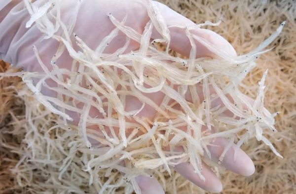 银鱼干怎么保存_银鱼干可以放多久-第1张图片-山城妙识