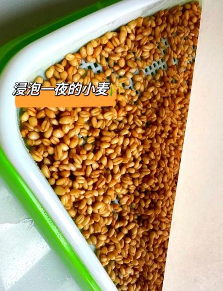 麦芽糖怎么做_麦芽糖的制作方法-第3张图片-山城妙识