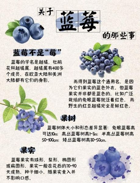 蓝莓对女生的功效与作用_女生吃蓝莓有哪些好处-第1张图片-山城妙识 蓝莓对女生的功效与作用_女生吃蓝莓有哪些好处-第1张图片-山城妙识