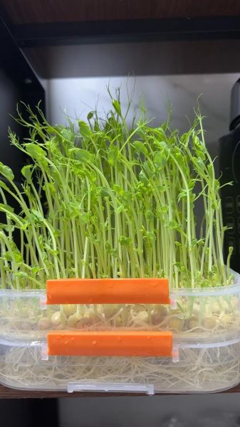 豌豆芽苗菜怎么种_豌豆芽苗菜种植方法-第1张图片-山城妙识