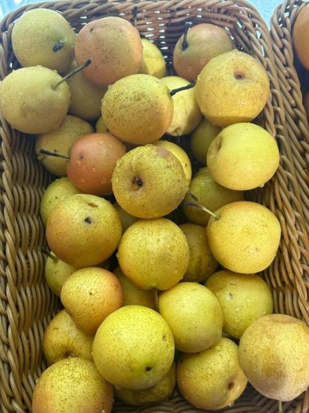 南果梨热量是多少_减肥能吃吗-第1张图片-山城妙识 南果梨热量是多少_减肥能吃吗-第1张图片-山城妙识