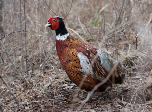 野鸡叫声诱捕音频哪里找_野鸡叫声诱捕音频怎么用-第1张图片-山城妙识