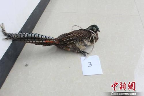 野鸡叫声诱捕音频哪里找_野鸡叫声诱捕音频怎么用-第3张图片-山城妙识