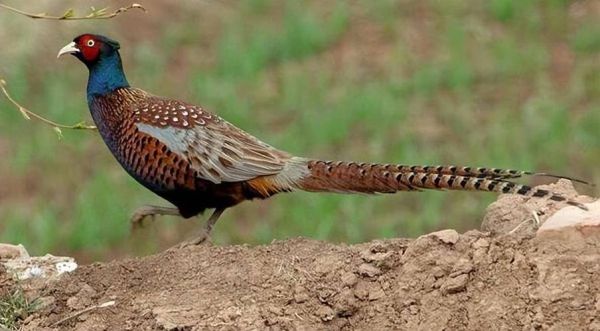 野鸡叫声诱捕音频哪里找_野鸡叫声诱捕音频怎么用-第2张图片-山城妙识