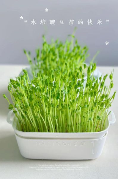 豌豆种植技术与管理_豌豆怎么种才能高产-第2张图片-山城妙识