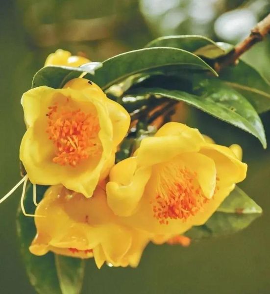 金花茶图片_金花茶长什么样-第1张图片-山城妙识