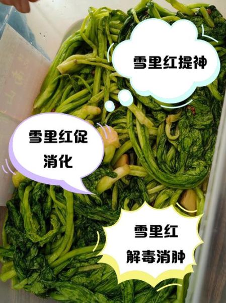 雪里红什么人不能吃_雪里红禁忌人群有哪些-第2张图片-山城妙识