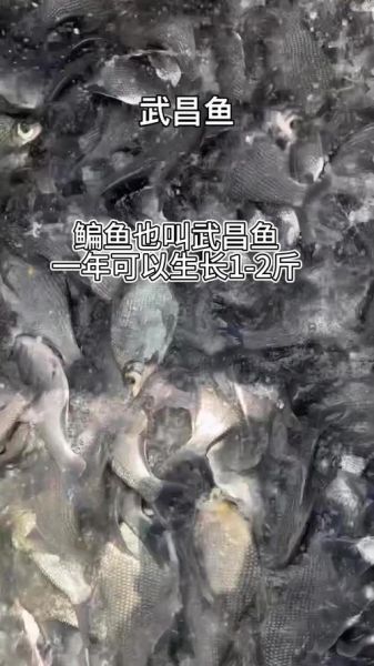鳊鱼刺多吗_鳊鱼适合孩子吃吗-第1张图片-山城妙识