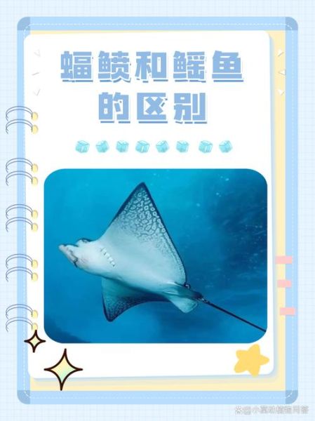 魟鱼怎么读_魟鱼读音是什么-第1张图片-山城妙识