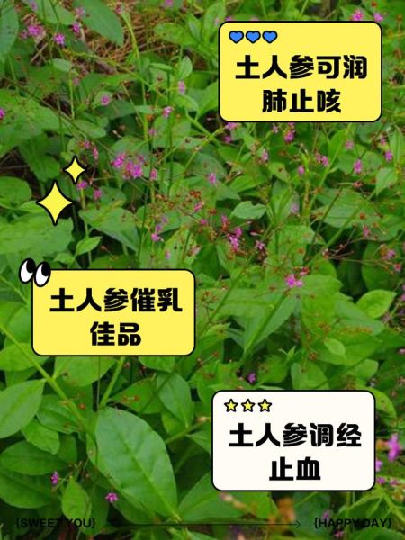 土人参怎么吃_土人参的功效与作用-第2张图片-山城妙识