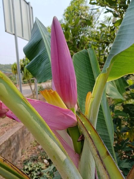 芭蕉花图片_如何识别真假芭蕉花-第3张图片-山城妙识