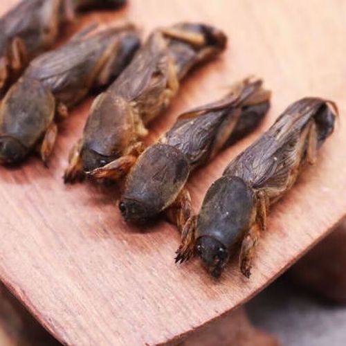 蝼蛄吃什么_蝼蛄食物清单-第3张图片-山城妙识