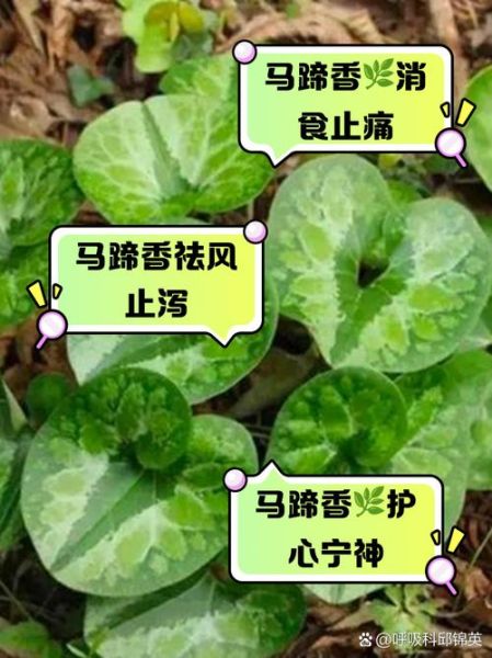 马蹄香怎么吃最好_马蹄香的做法大全-第2张图片-山城妙识