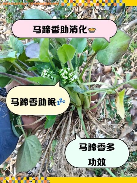 马蹄香怎么吃最好_马蹄香的做法大全-第3张图片-山城妙识