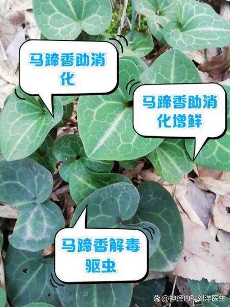 马蹄香怎么吃最好_马蹄香的做法大全-第1张图片-山城妙识