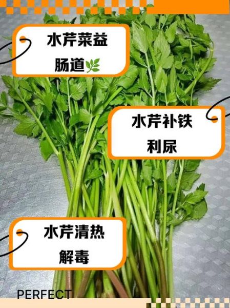 水芹菜有寄生虫吗_水芹菜怎么洗才干净-第1张图片-山城妙识
