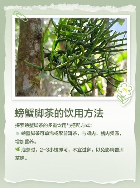 螃蟹脚茶的功效与作用_适合什么人喝-第2张图片-山城妙识