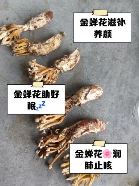 金蝉花怎么吃_金蝉花食用方法大全-第3张图片-山城妙识