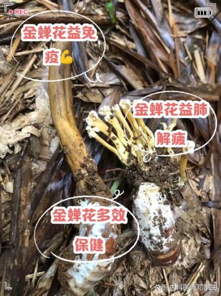 金蝉花怎么吃_金蝉花食用方法大全-第2张图片-山城妙识