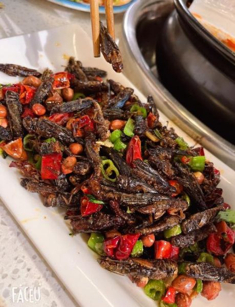 蚂蚱菜怎么做好吃_蚂蚱菜的做法大全-第1张图片-山城妙识