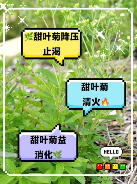 甜叶菊能降血糖吗_甜叶菊的副作用有哪些-第2张图片-山城妙识