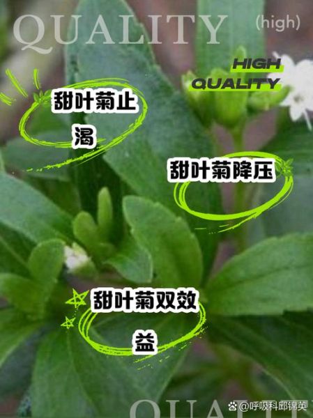 甜叶菊能降血糖吗_甜叶菊的副作用有哪些-第3张图片-山城妙识