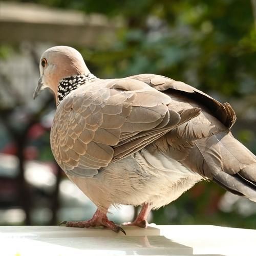 斑鸠图片怎么拍_斑鸠常见品种有哪些-第1张图片-山城妙识