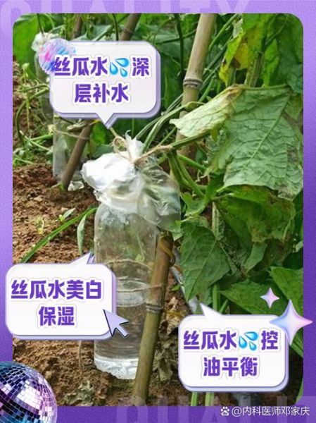 丝瓜水有销路吗_丝瓜水市场前景如何-第1张图片-山城妙识